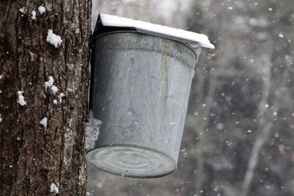 Pure Maple Syrup Vs Maple Flavoured Syrup | Queen